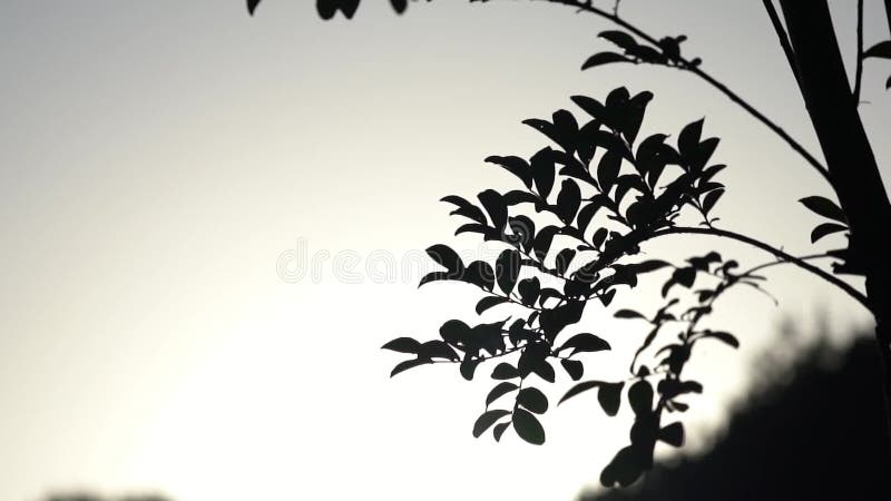 Silhouette of a Tree in the Calm Morning Stock Footage - Video of calm ...