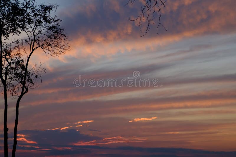 Silhouette Tree With Colorful Twilight Sky Soft Cloud For Background ...