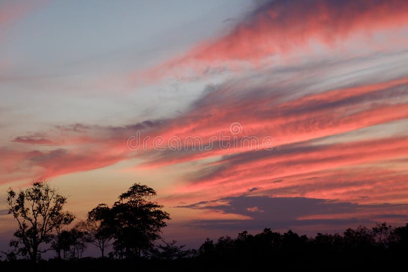 Silhouette Tree with Colorful Twilight Sky Soft Cloud for Background ...