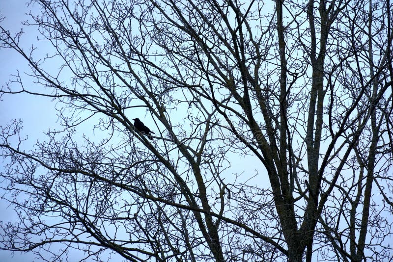 Silhouette Fill Symbolic Stock Photos - Free & Royalty-Free Stock ...