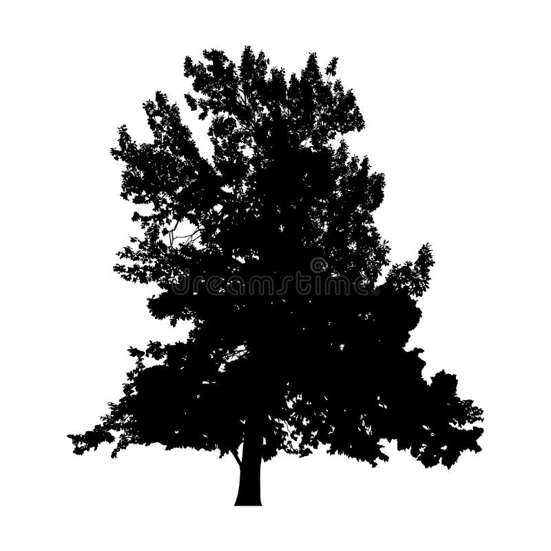 Ash Tree Silhouette Stock Illustrations – 1,240 Ash Tree Silhouette ...