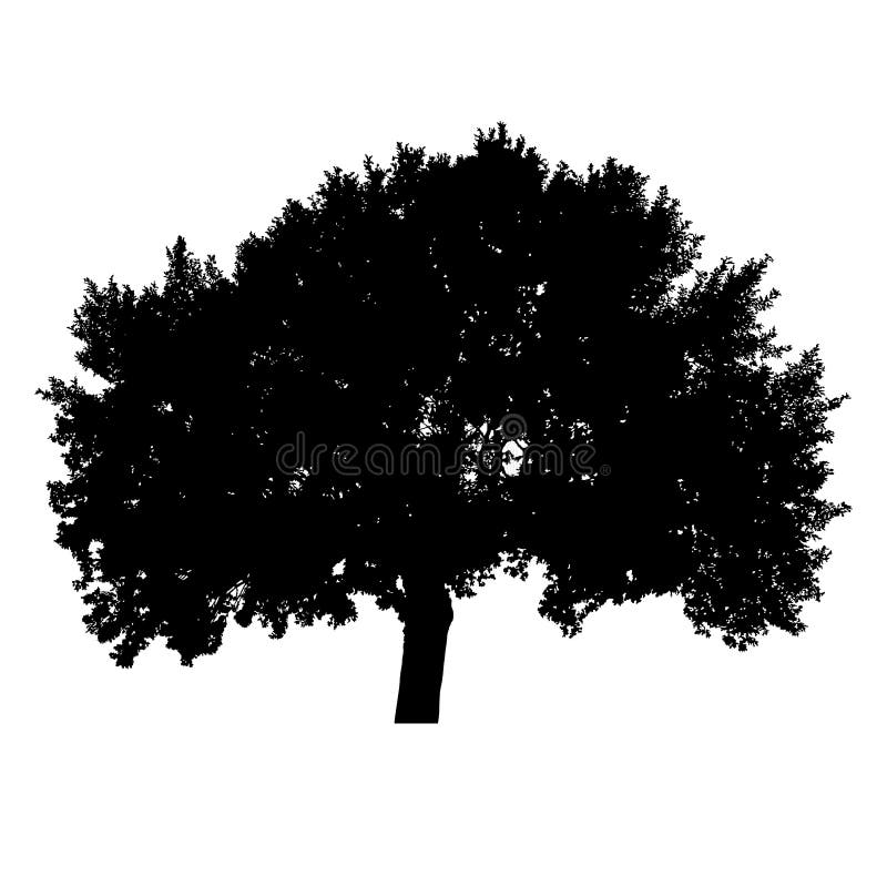Ash Tree Silhouette Stock Illustrations – 1,240 Ash Tree Silhouette ...