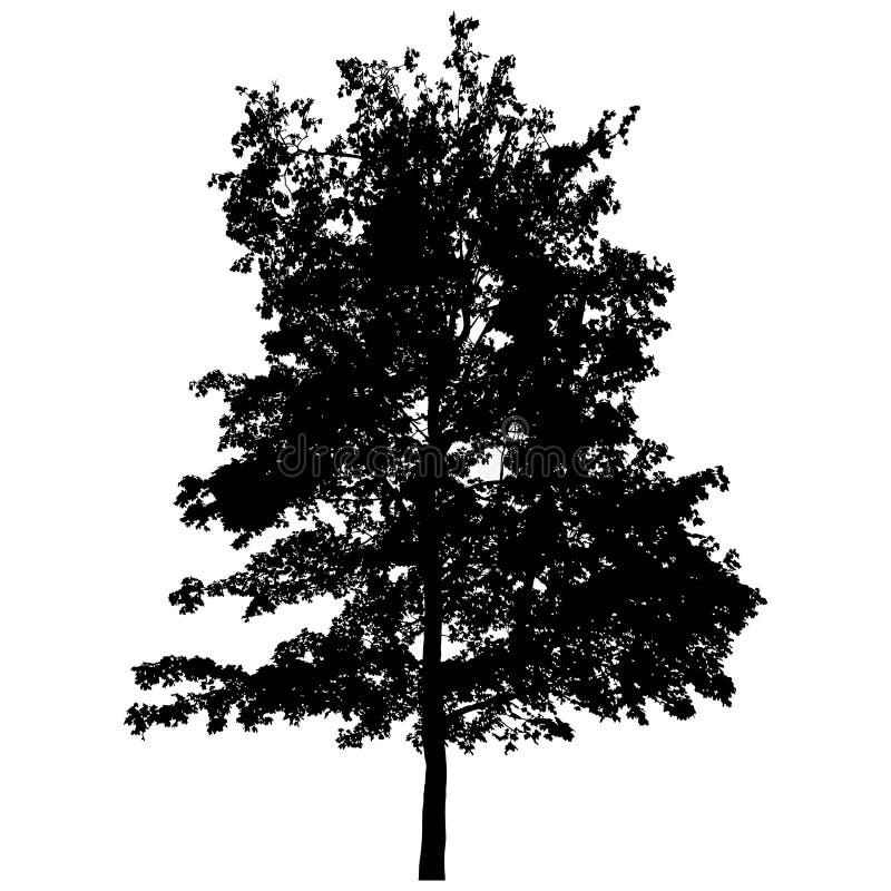 Ash Tree Silhouette Stock Illustrations – 1,240 Ash Tree Silhouette ...