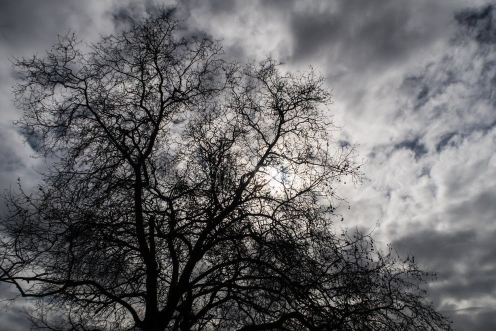 Silhouette Tree and Dramatic Sky. Back Lit Tree with Cloudy Sky. Sky ...