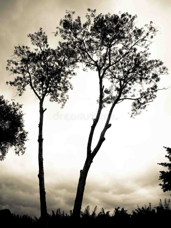 Silhouette tree stock image. Image of foliage, curve - 73710565