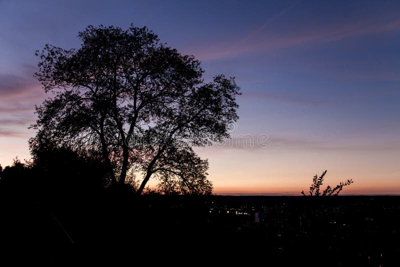 Silhouette of a Tree in Front of Sunset Sky Stock Photo - Image of park ...