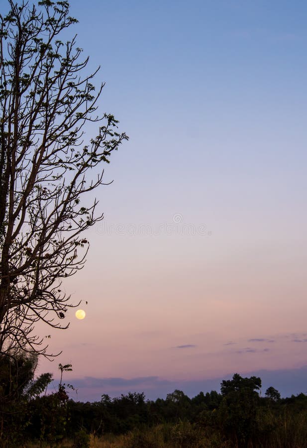 Silhouette Tree and Full Moon in the Evening Sky Stock Image - Image of ...