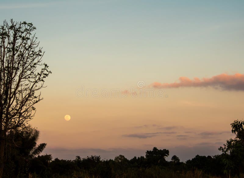 Silhouette Tree and the Full Moon in the Evening Sky Stock Image ...
