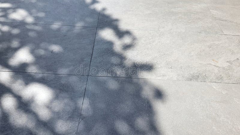 Silhouette of a Tree on a Grey Concrete Walkway. the Midday Sunlight ...