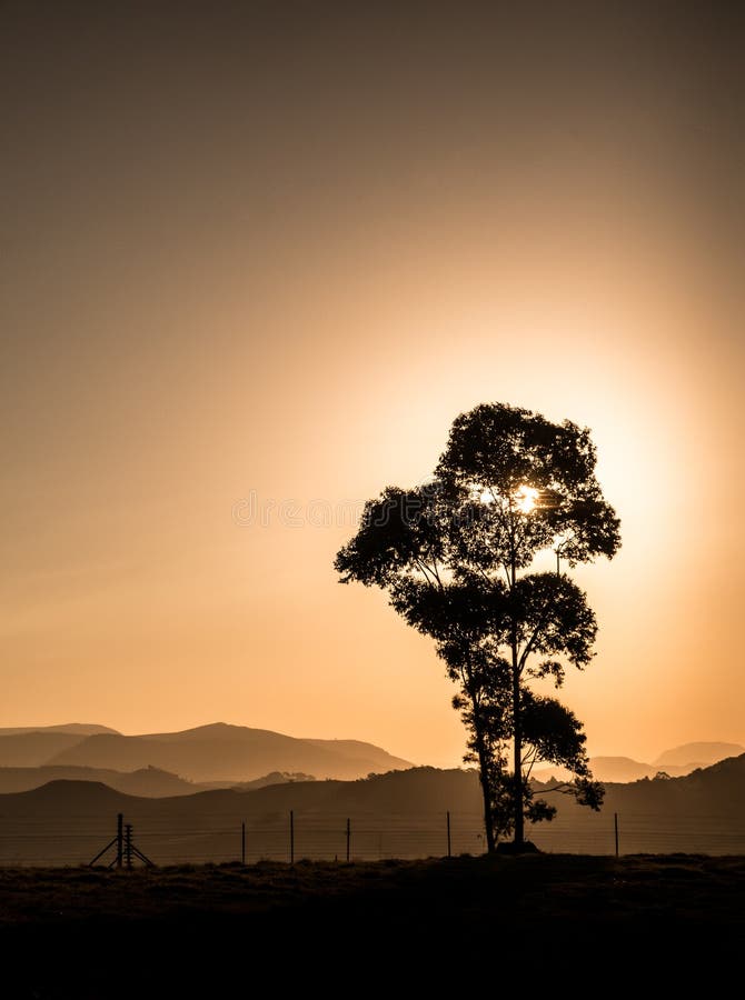 Silhouette of Tree and Hills at Sunset Stock Photo - Image of tree ...