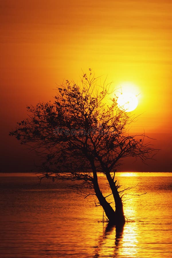 Silhouette Tree in the Lake with Sunrise Stock Photo - Image of light ...