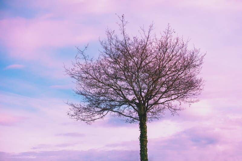 Silhouette of a Bare Tree Against the Sunset Sky Stock Photo - Image of ...