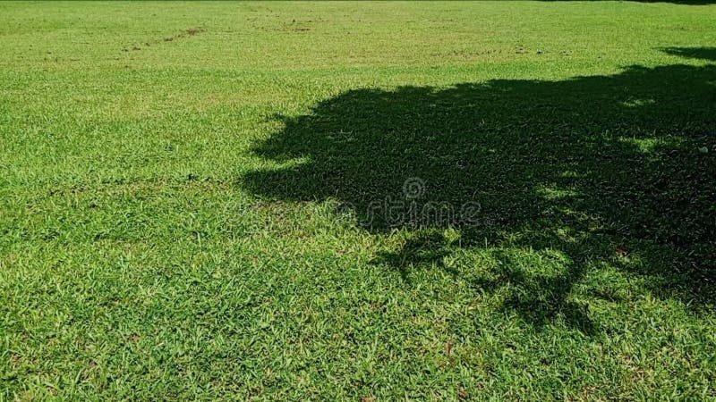 Silhouette of Tree Leaves Shadow on Green Grass Stock Footage - Video ...