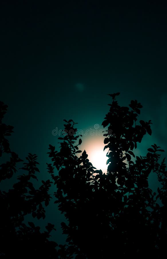 Silhouette of Tree with Moon Light Stock Image - Image of black, forest ...