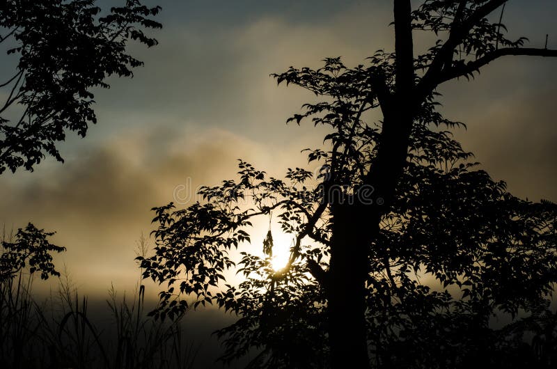 Silhouette Tree on Morning before Sun Up. Stock Photo - Image of ...