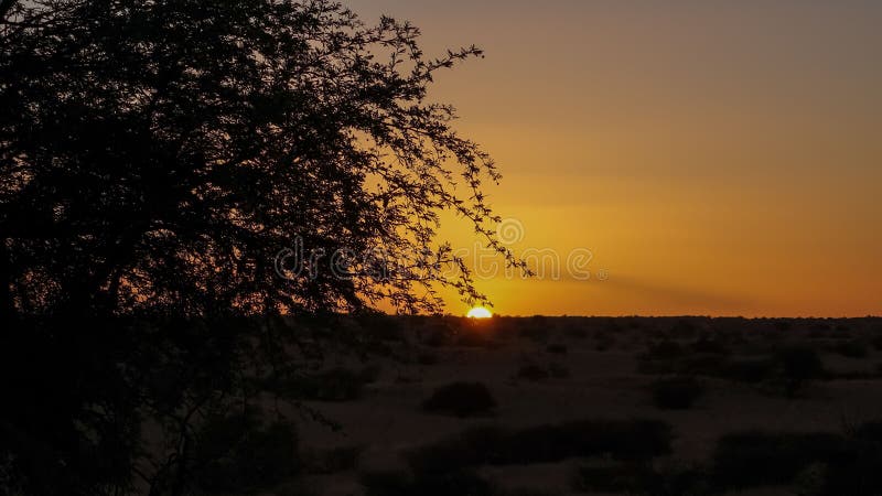 Silhouette of Tree in Namibia Desert during Sunset Time Stock Photo ...