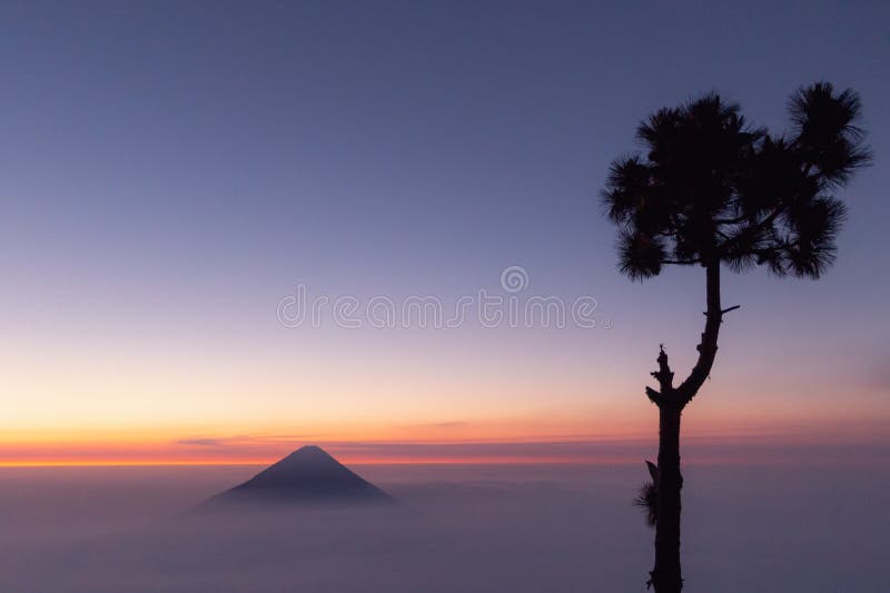 Silhouette of a Tree Near the Fuego Volcano Stock Image - Image of rock ...