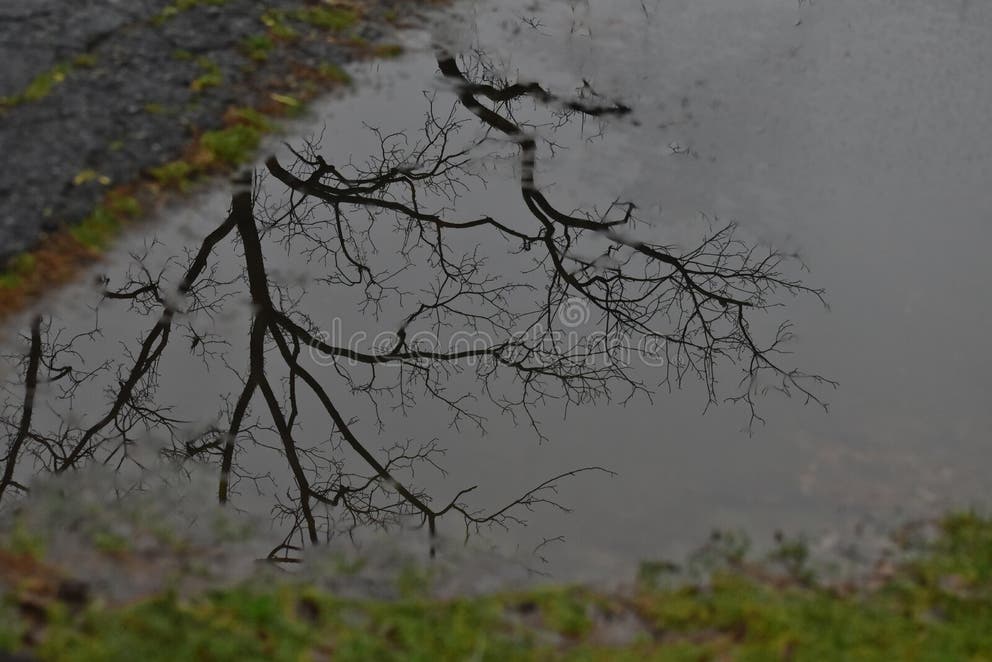 Mud Puddle Reflection stock image. Image of autumn, weather - 265204553
