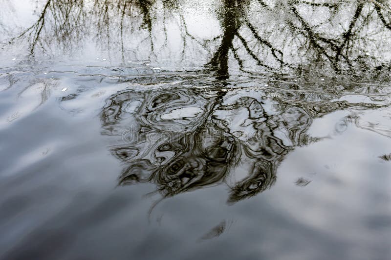 Silhouette of a Tree Reflected in the Water Surface Stock Photo - Image ...