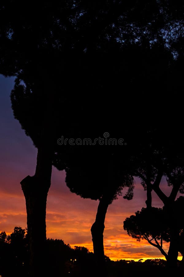 Silhouette of Tree in Shadow Puppets at Sunset in Rome Stock Photo ...
