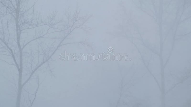 Silhouette of Tree Staggering in Wind is Visible through Heavy ...