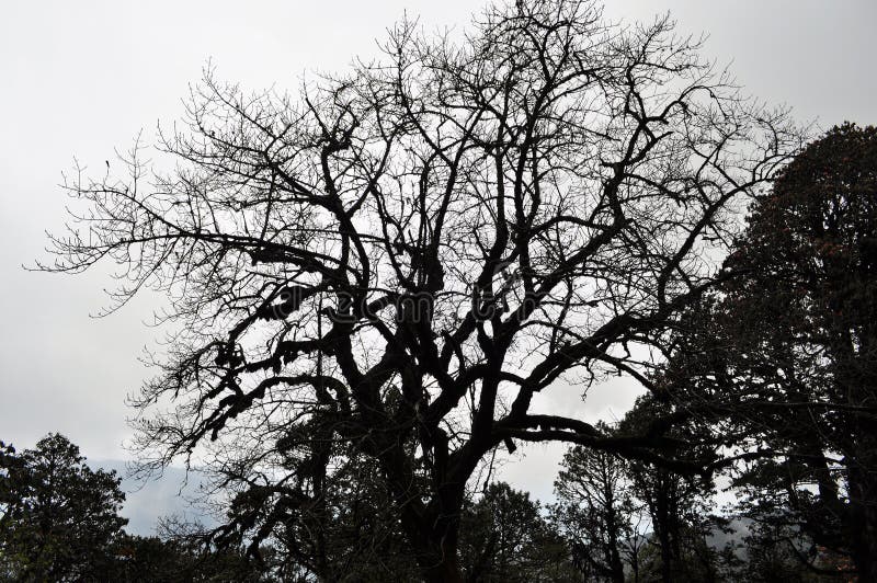 The Silhouette Tree Steam and Branches Stock Image - Image of seasonal ...