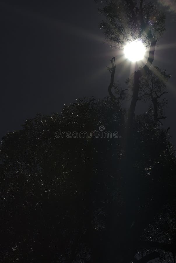 Silhouette of Tree with Sunburst in the Background, India. Stock Photo ...