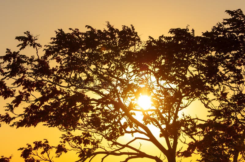 Silhouette of a Tree at Sunset Stock Photo - Image of horizon, sunset ...