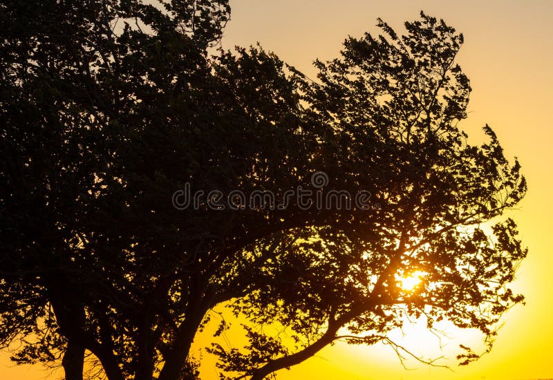 Silhouette of a Tree at Sunset Stock Image - Image of sunrise, gold ...