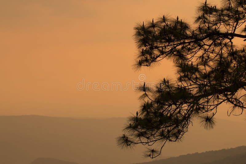 Silhouette of Tree with Moon in Dramatic Light Stock Image - Image of ...