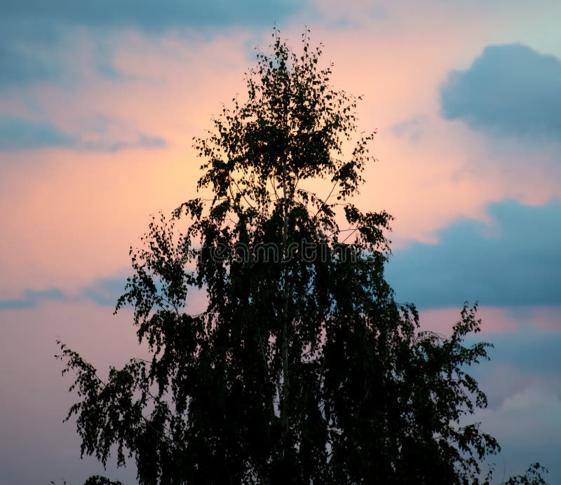 Silhouette of a Tree at Sunset. Nature. Stock Photo - Image of outdoor ...
