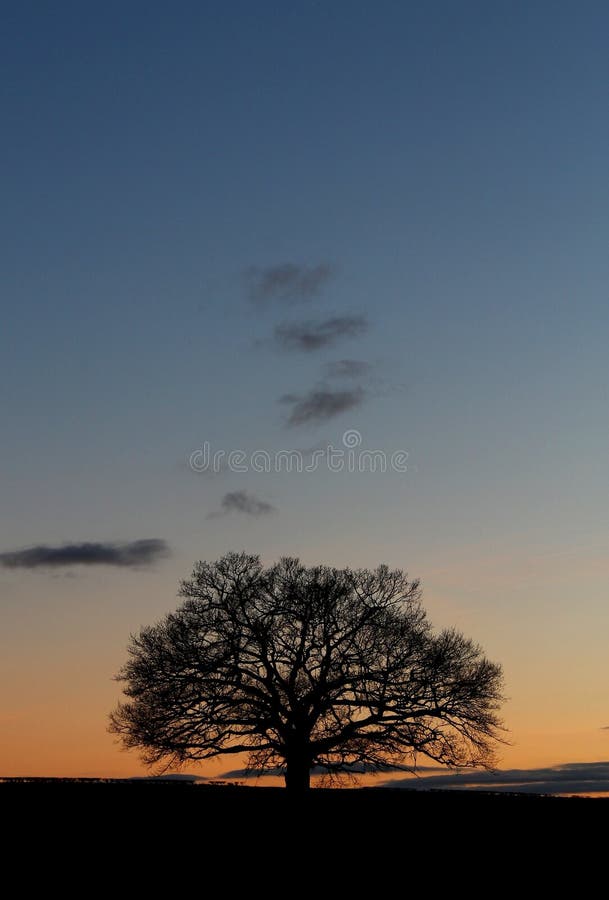 Silhouette tree sunset stock photo. Image of orange, trees - 46686212