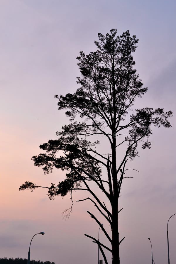 Silhouette of a Tree at Sunset Stock Image - Image of forest, scenic ...