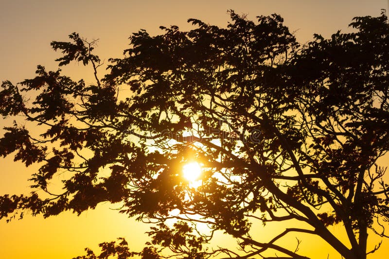 Silhouette of a Tree at Sunset Stock Photo - Image of sunset, colorful ...