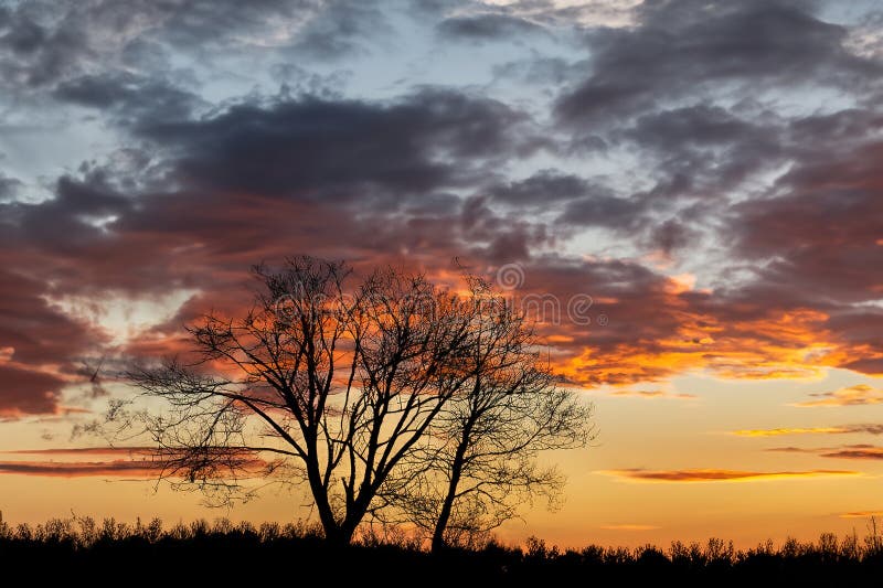 Silhouette of a Tree at Sunset in a Beautiful Landscape. Stock ...