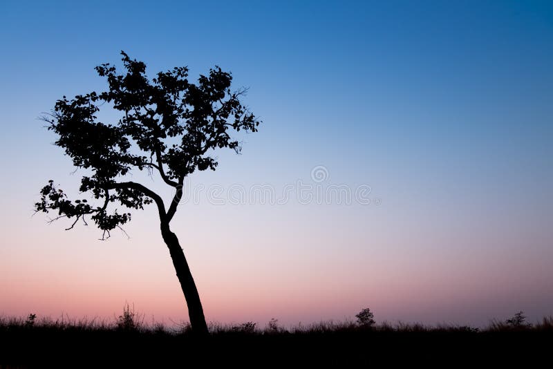 Silhouette Tree with Sunset Sky Stock Image - Image of backlit, light ...