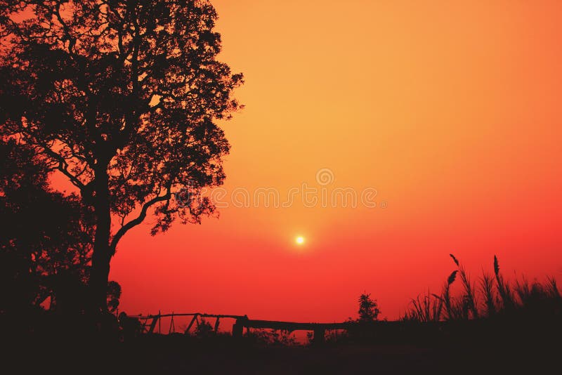 Silhouette tree on sunset stock photo. Image of tree - 52216734