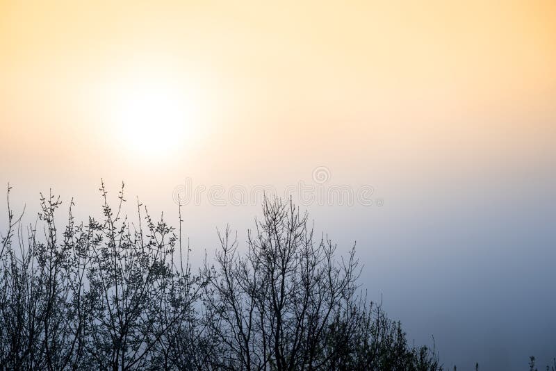 Silhouette of Tree at Sunset Stock Image - Image of pattern, summer ...