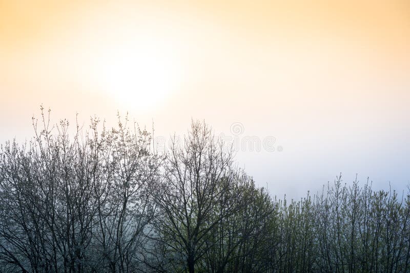 Silhouette of Tree at Sunset Stock Photo - Image of sunrise, background ...