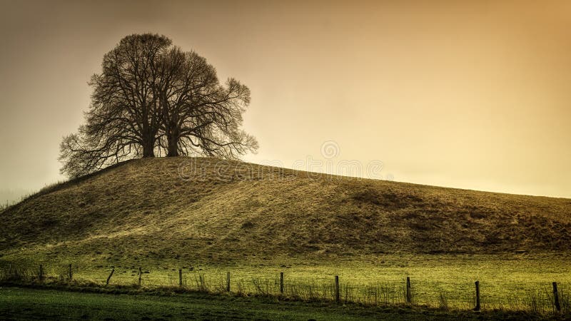 Silhouette Of Tree On Top Of The Hill Picture. Image: 119308633