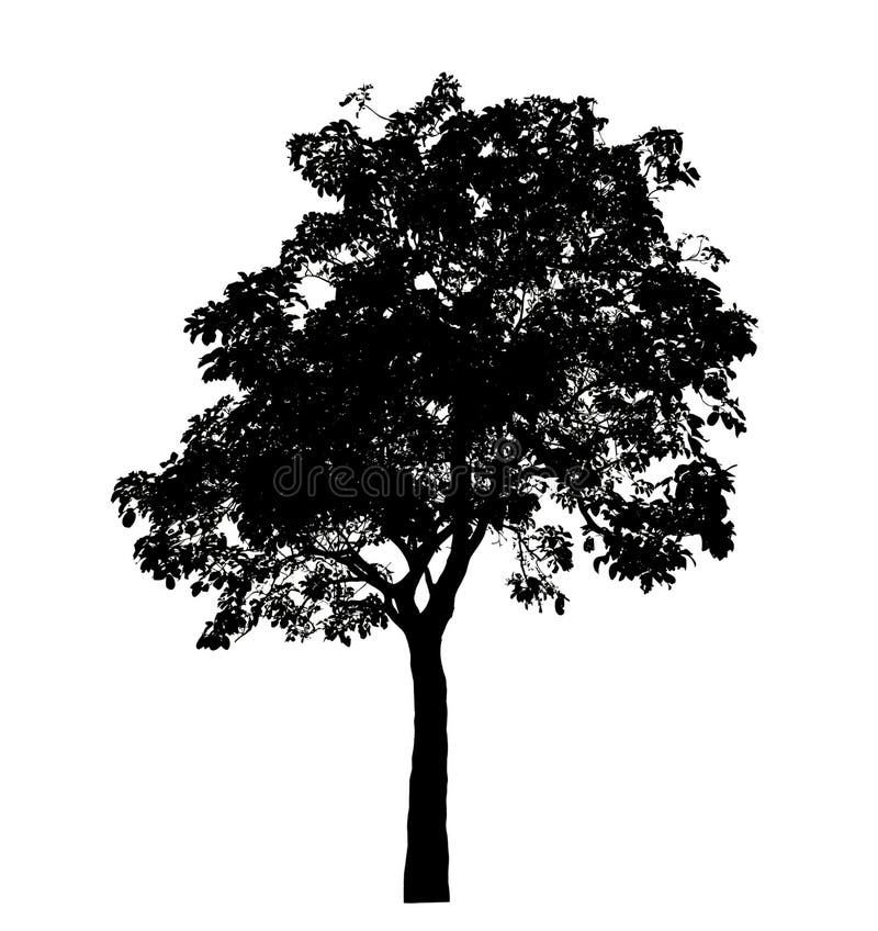 Realistic Tree Silhouette Isolated on White Background with Clipping ...