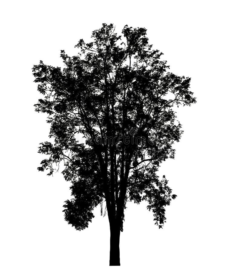Realistic Tree Silhouette Isolated on White Background with Clipping ...