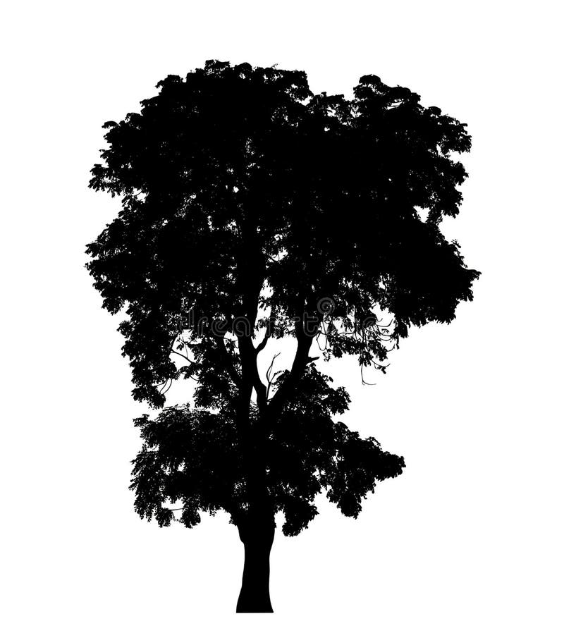 Realistic Tree Silhouette Isolated on White Background with Clipping ...
