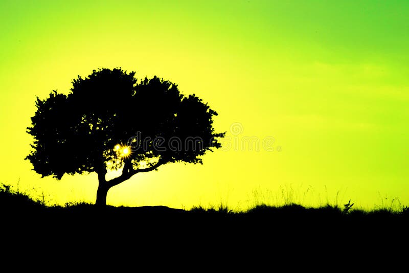 Silhouette of a Tree with Yellow and Green Background - Ecology Stock ...