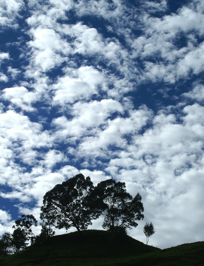 Silhouette of Trees stock image. Image of pattern, blue - 383175