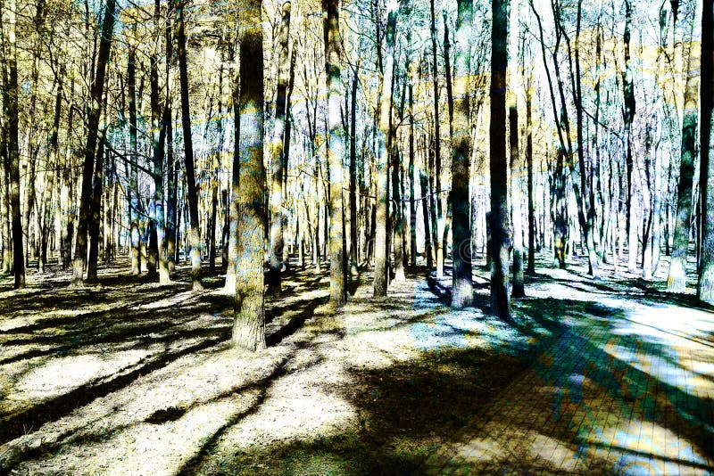 Multiple Exposure Effect on Wooden Texture and Tree Silhouette Stock ...
