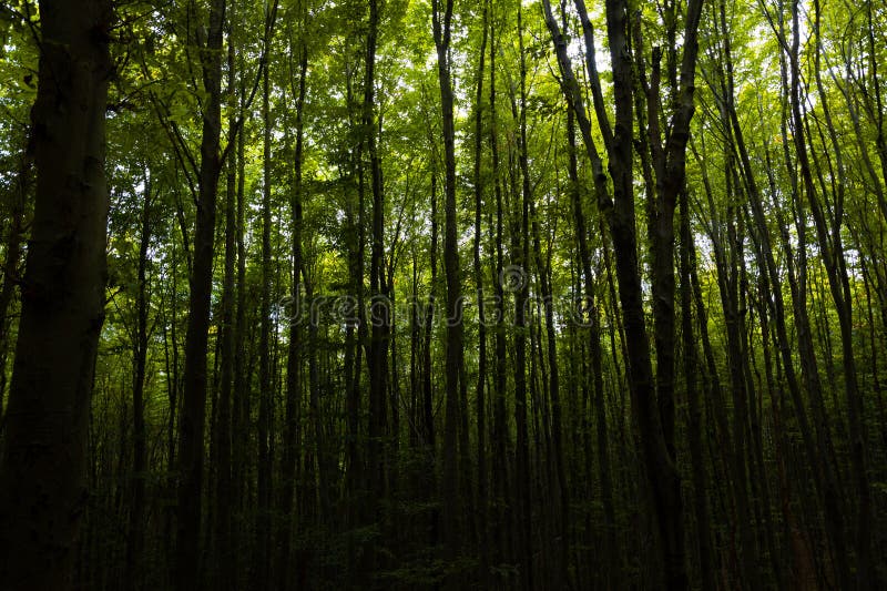 Silhouette of Trees in Dark Forest View. Moody Forest Stock Photo ...
