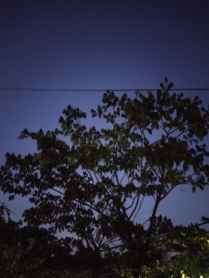 Silhouette of Trees Formed in the Morning Stock Photo - Image of tree ...