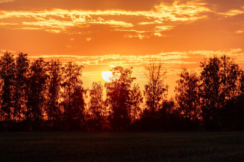 Silhouette of Trees on the Horizon Against the Backdrop of Sunset Stock ...