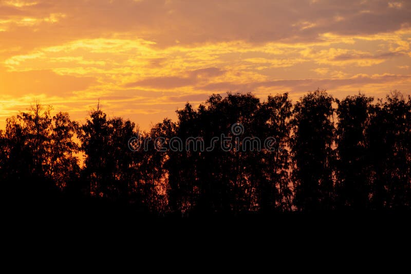 Silhouette of Trees on the Horizon Against the Backdrop of Sunset Stock ...